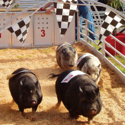 Home | Summerfest in Marysville